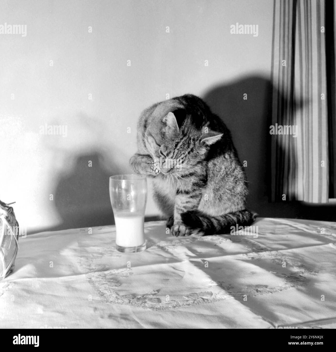 Ambidestrous Milk Stealer. The final part of the act licking the milk ...