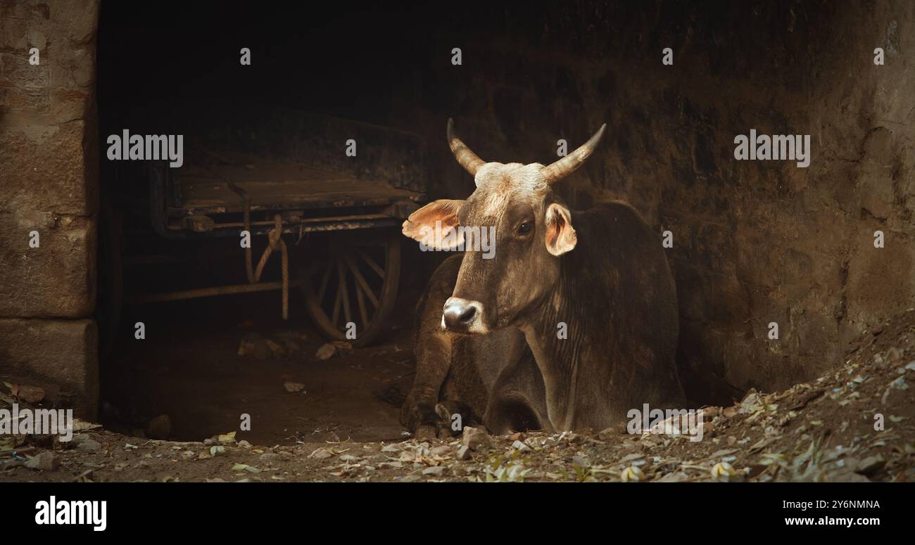 Cow resting in livestock. Indian sacred cow. India, Asia Stock Photo ...