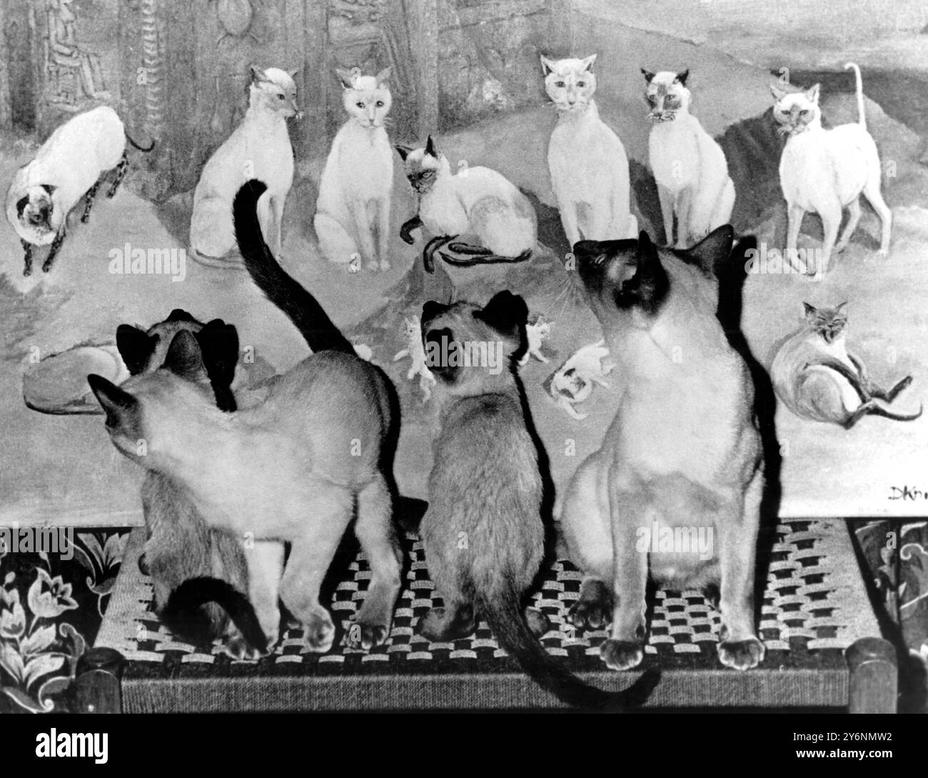 Four Siamese cats admiring their portraits Stock Photo - Alamy