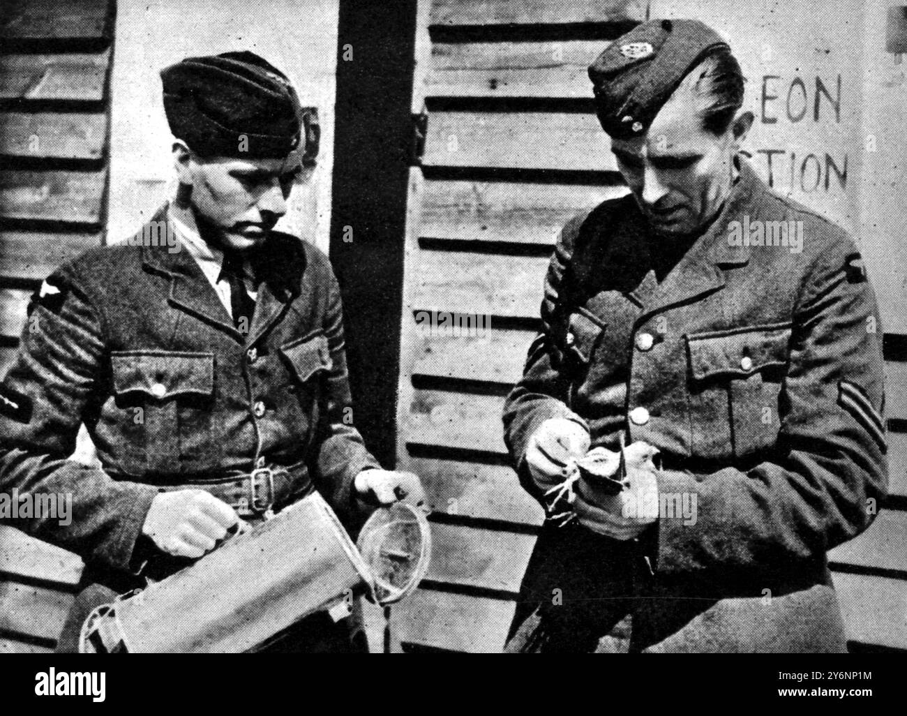 The pigeon postman has a message container attached to his leg. These ...