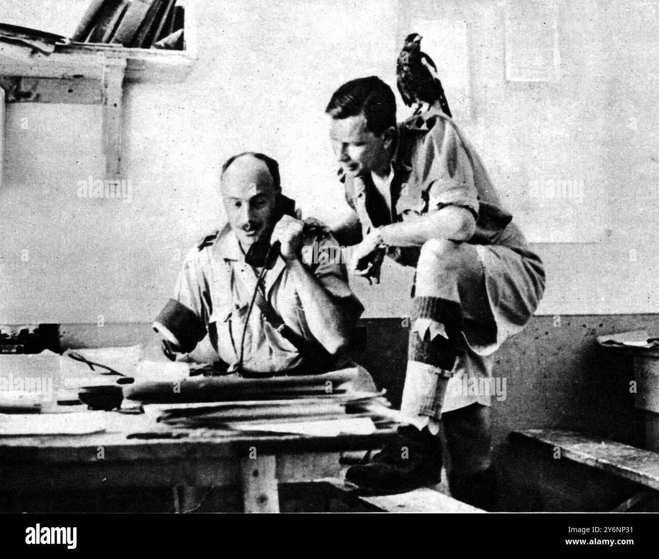 The pet of an Australian regiment, Myrtle the Magpie finds a friendly ...