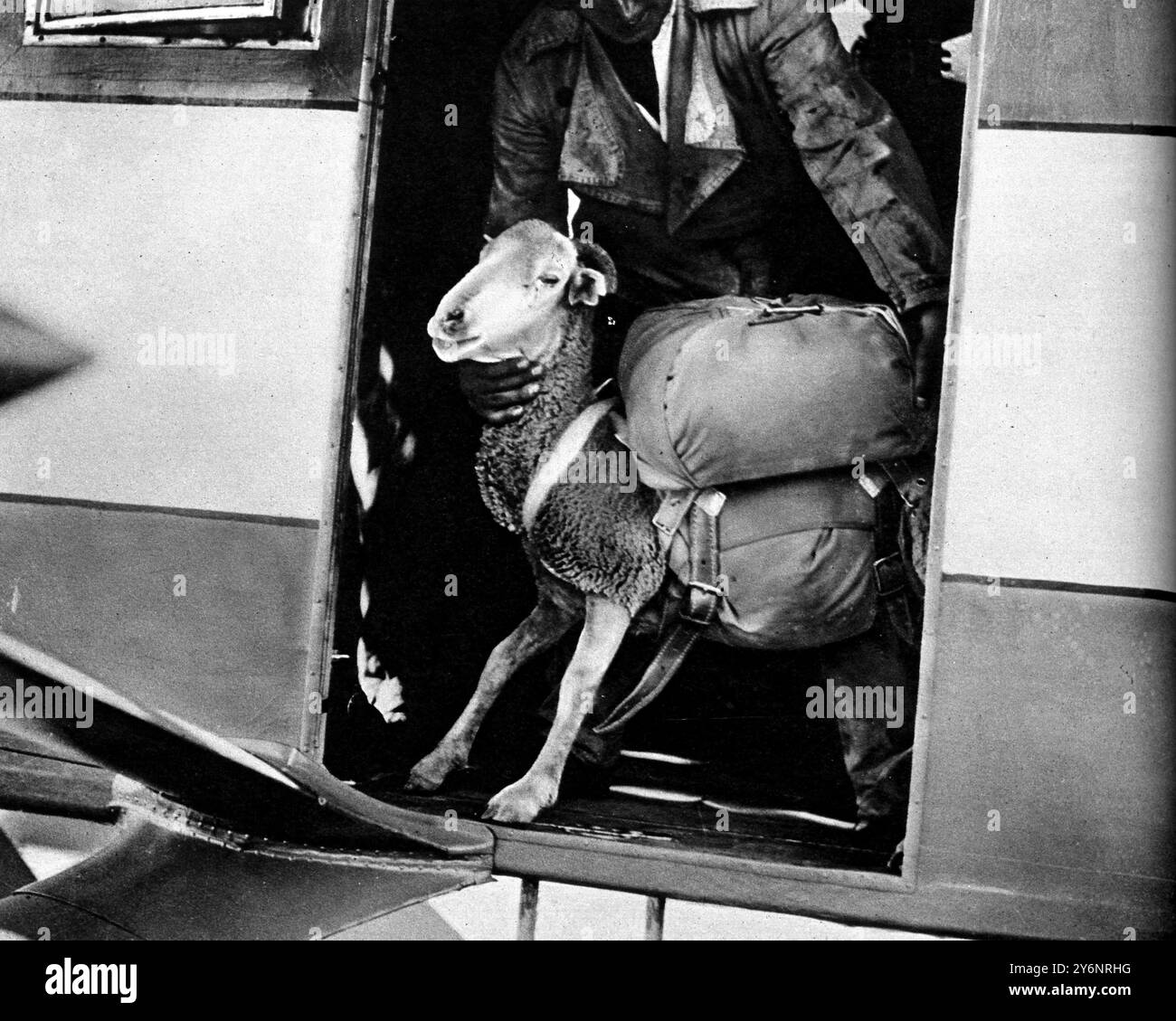 Meat on the Hoof parachuted to the Italian troops in Abyssinia: sheep ...