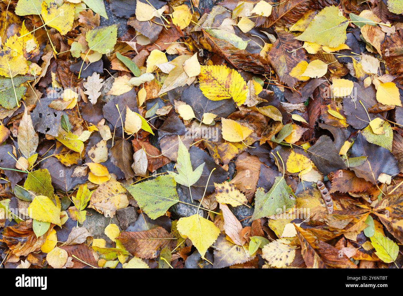 Withered autumn leaves pattern hi-res stock photography and images - Alamy