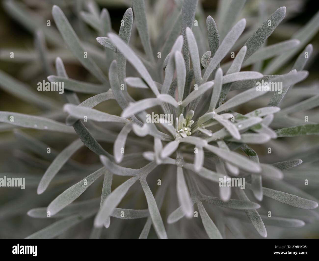 Silver detailed leaves of Crossostephium chinense Stock Photo - Alamy