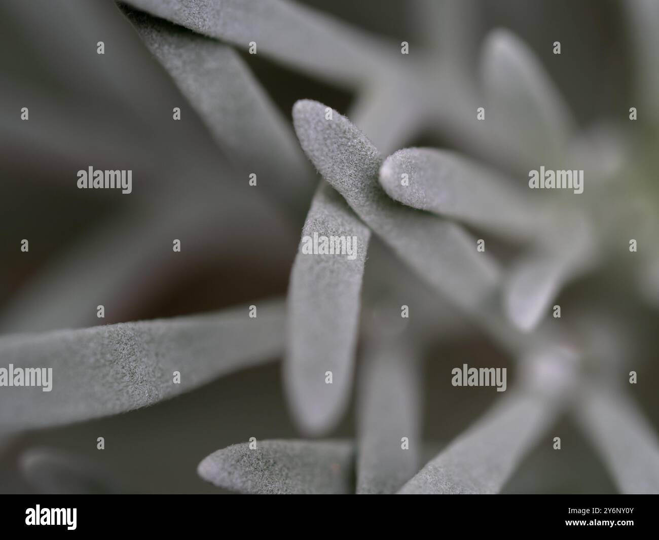 Silver detailed leaves of Crossostephium chinense Stock Photo - Alamy