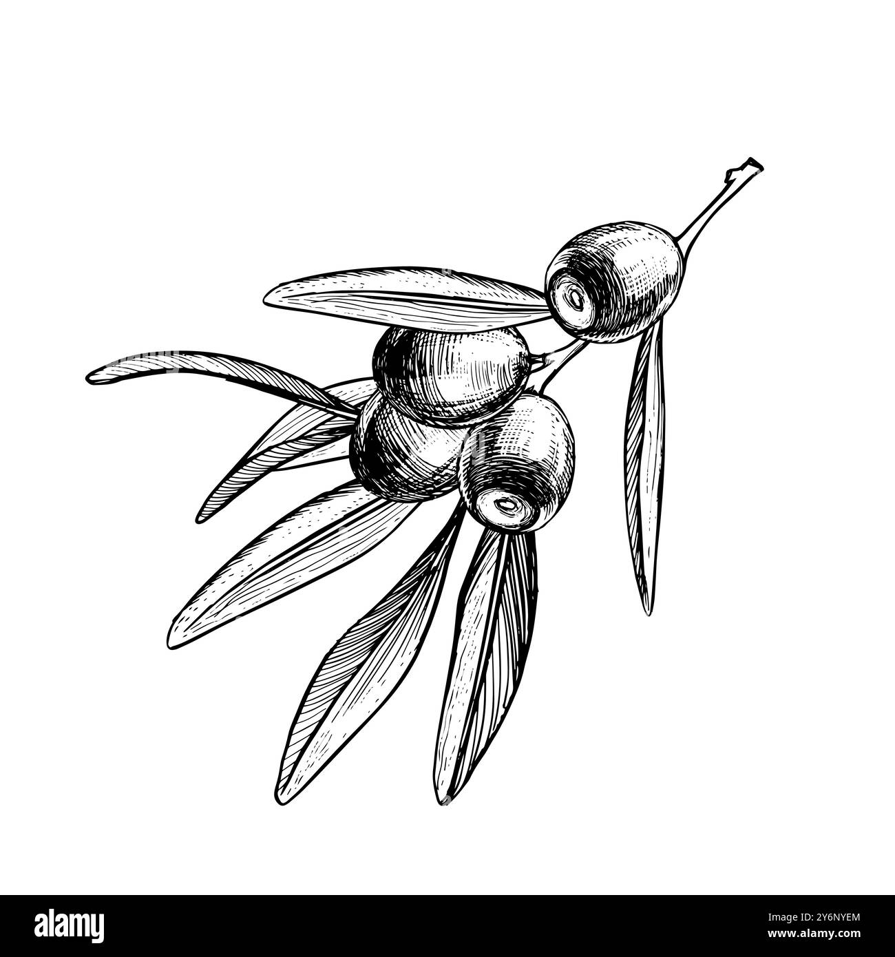 Hand drawn olive branch with leaves and fruits. Vintage engraving for ...