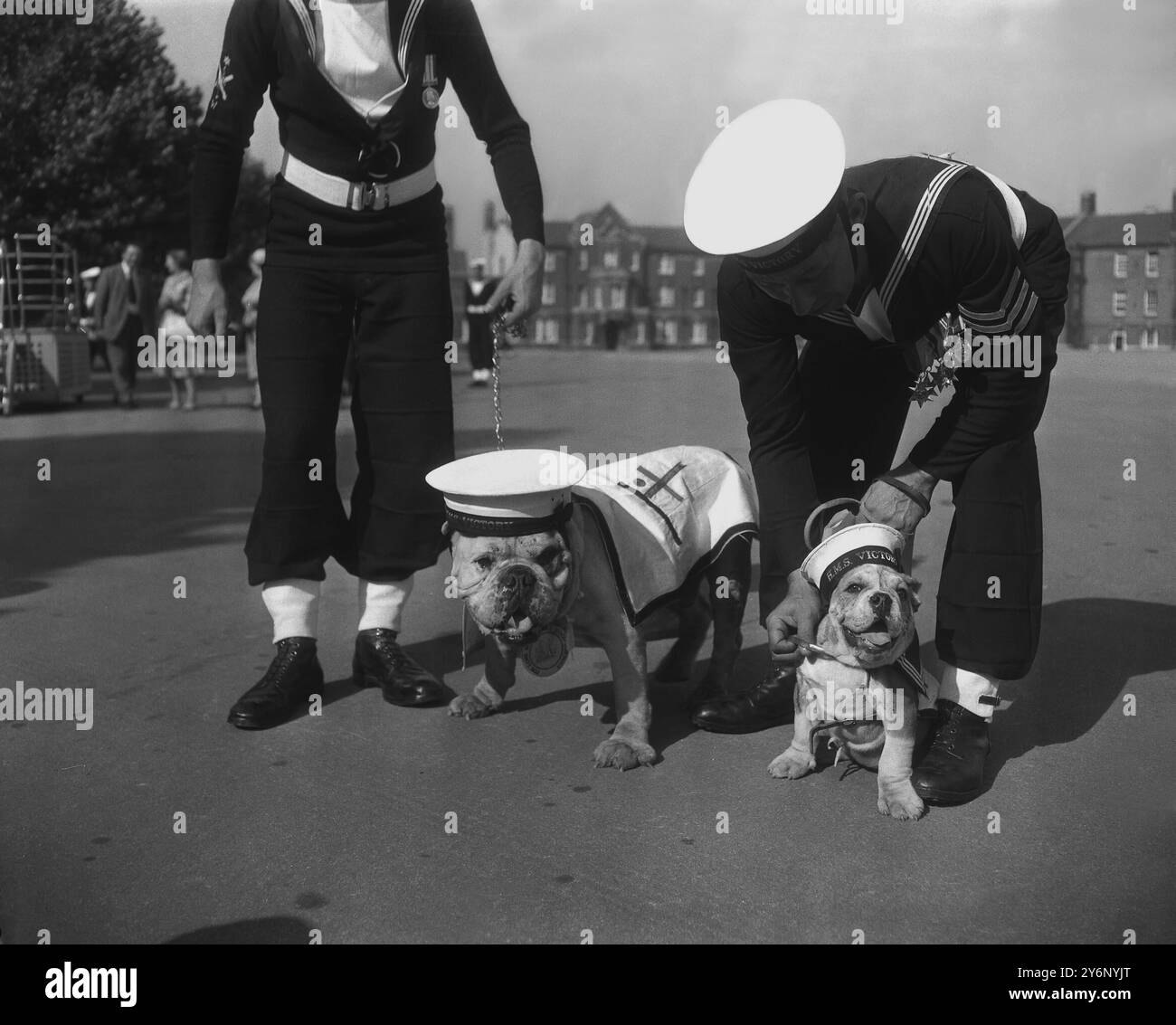 A big day for Vectis King the bulldog mascot of HMS Victory at ...