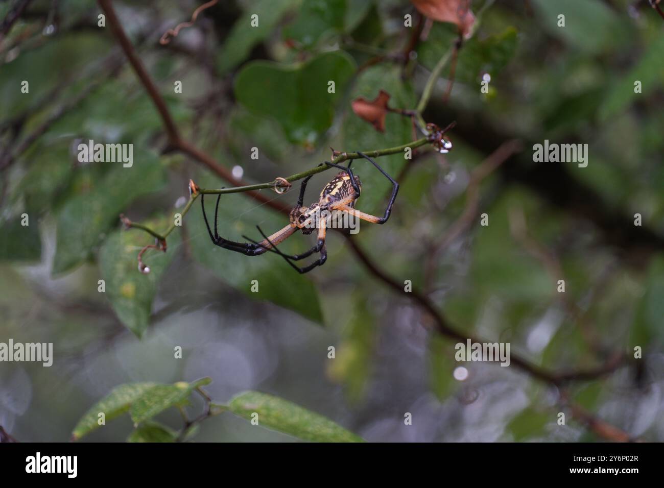 Spider's Wet Web Stock Photo - Alamy