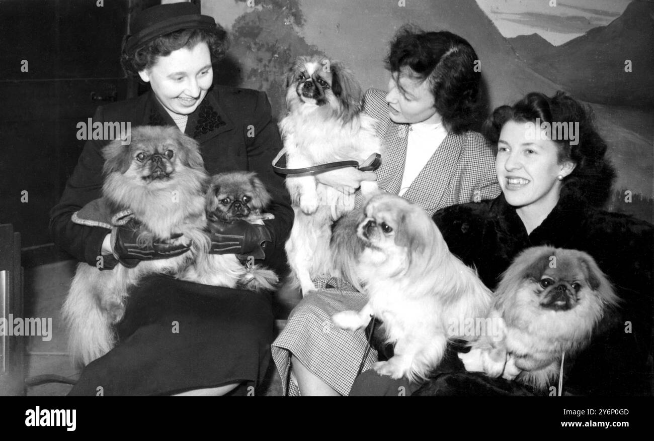 On stage dogs Black and White Stock Photos & Images - Alamy