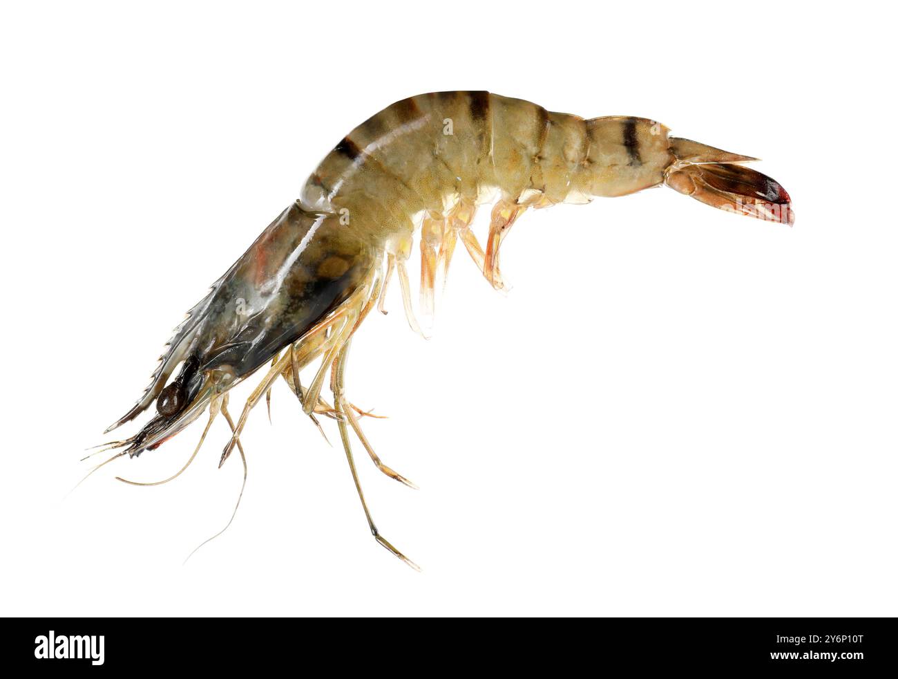 One raw tiger shrimp isolated on white. Sea food Stock Photo - Alamy