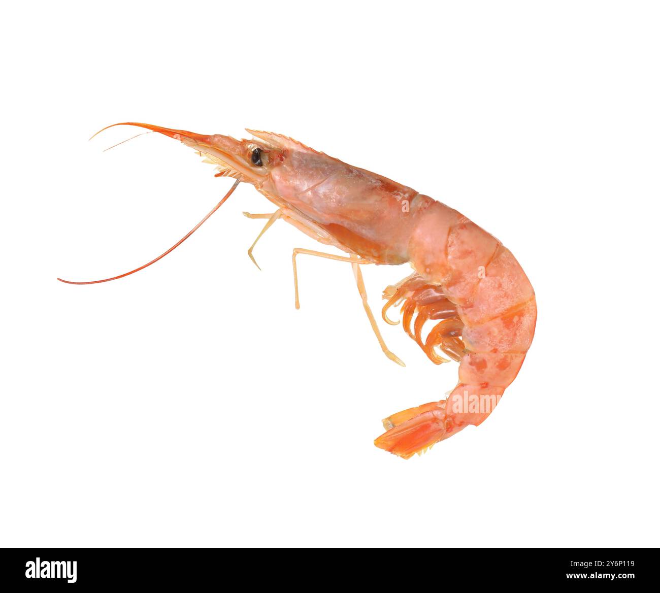 Natural fresh raw shrimp Cut Out Stock Images & Pictures - Alamy
