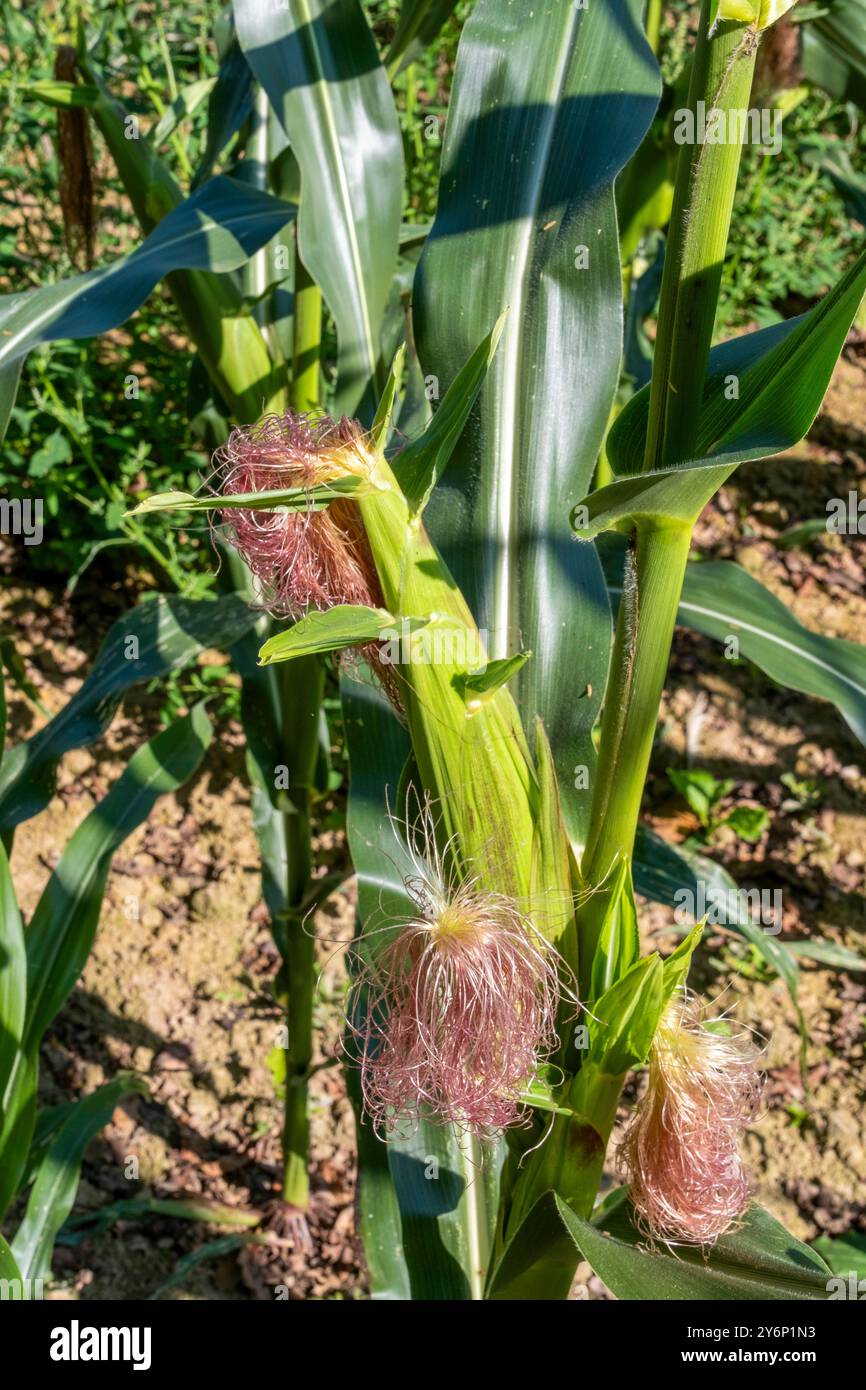 Female agriculture corn hi-res stock photography and images - Alamy