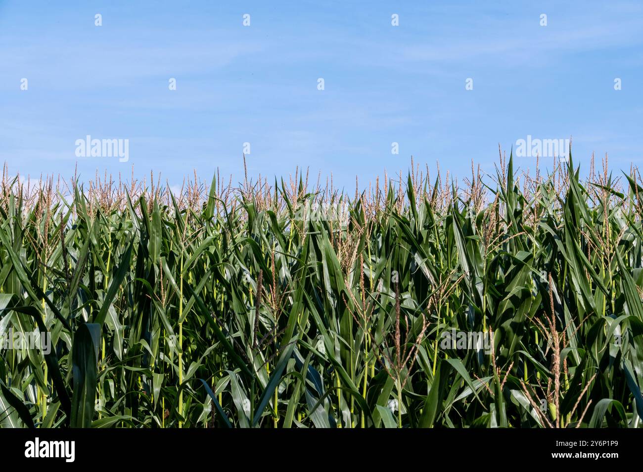 Corn field in summer, top of stalks with terminal panicles Stock Photo ...