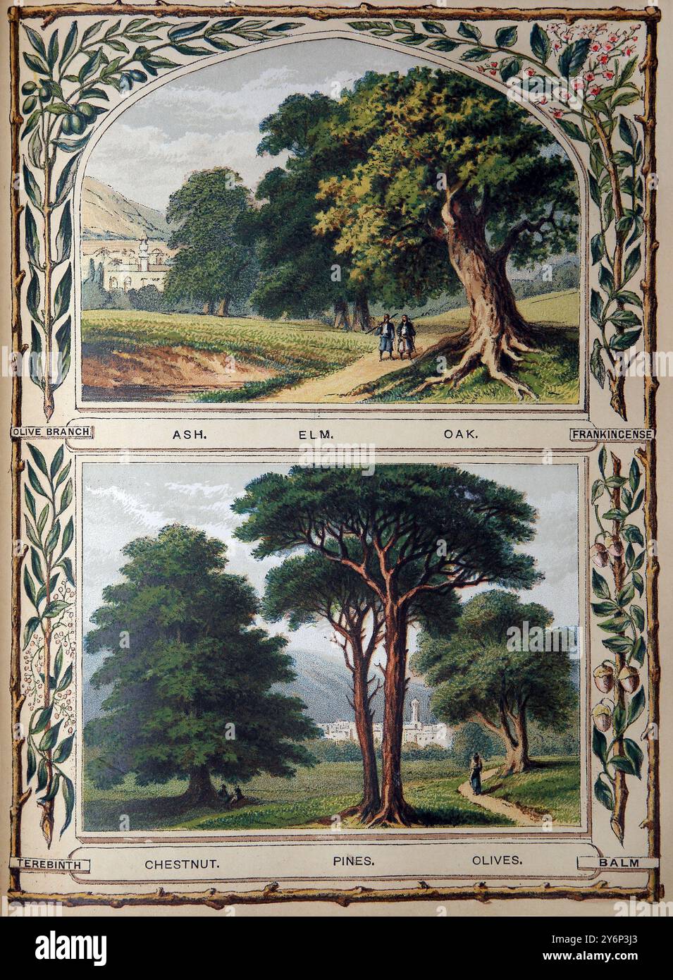 Natural HIstory page Depicting Trees Ash, Elm, Oak, Chestnut, Pines and ...