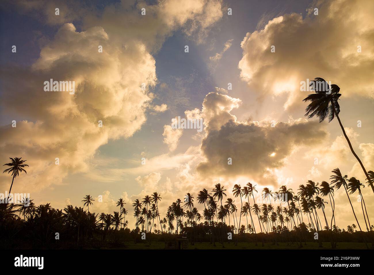 Palm trees stunning sunset hi-res stock photography and images - Alamy