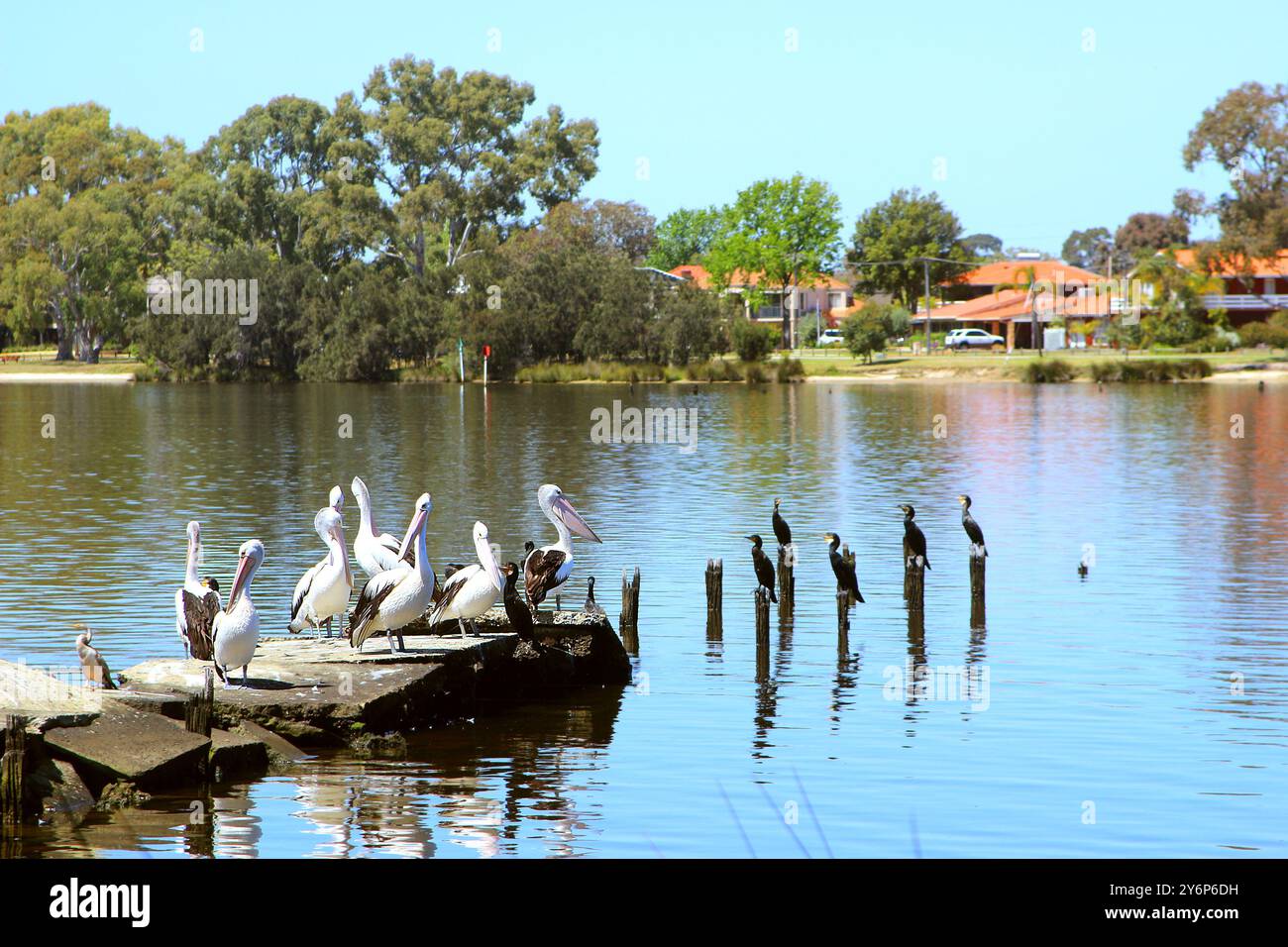 3366 Pelicans on an abandoned footbridge at the Canning river in a ...