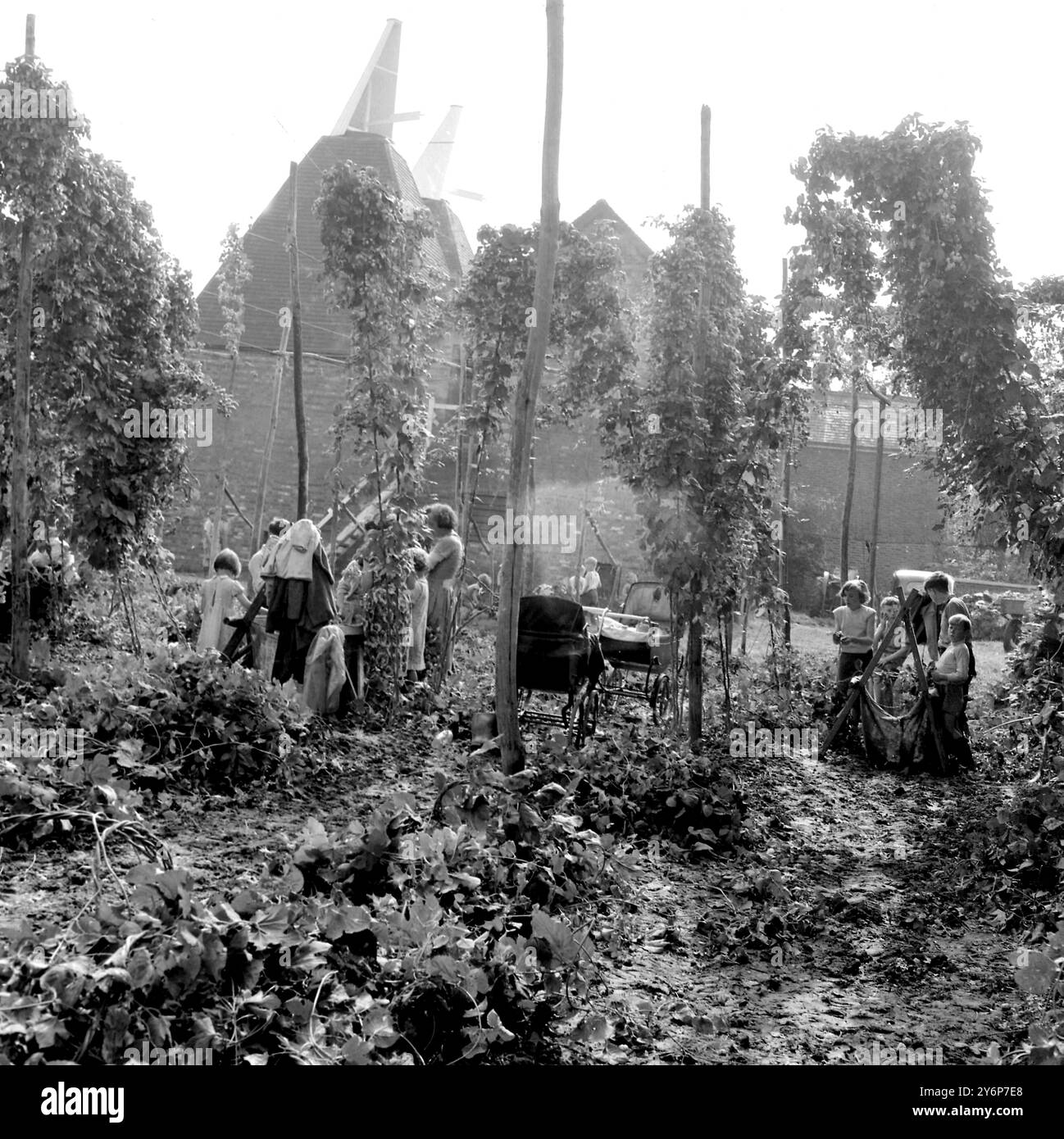 Hop picking paddock wood hi-res stock photography and images - Alamy