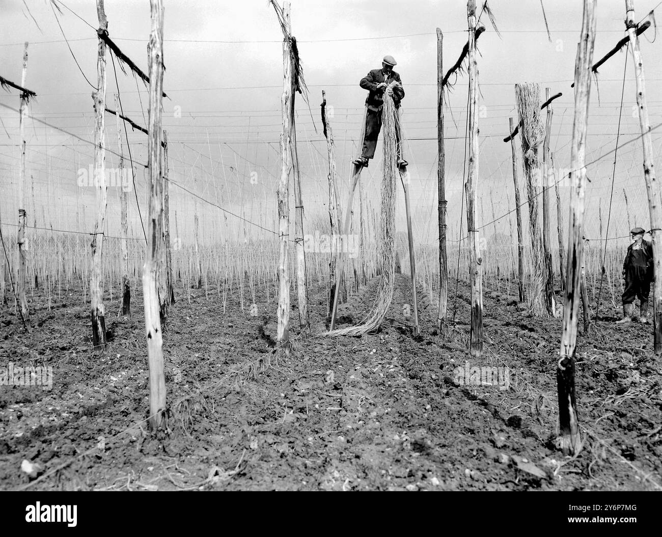 Hop picking - Stringing hops on stilts. 6th April 1960 photograph by ...
