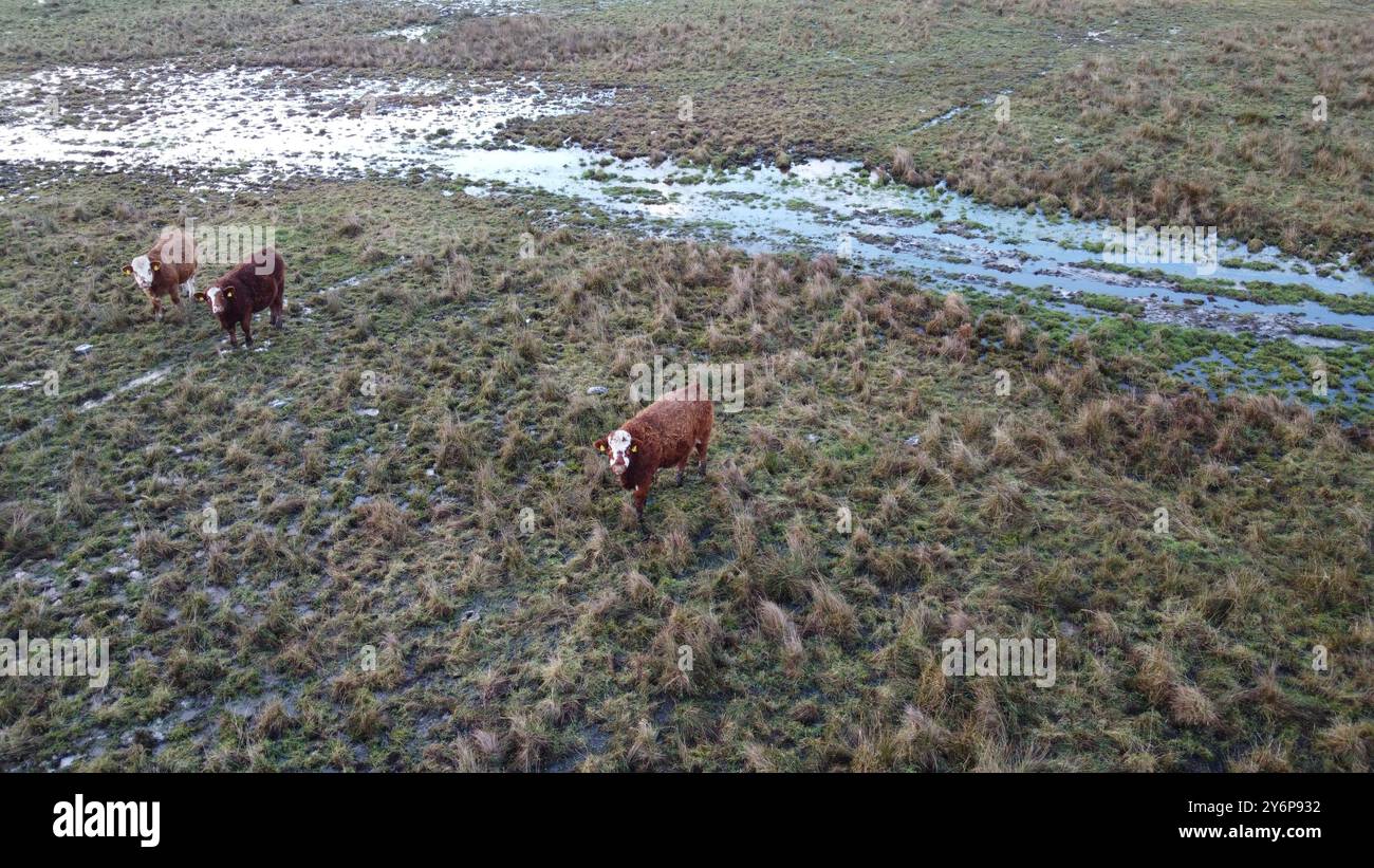 An aerial view of three cows standing in a grassy, muddy field with ...