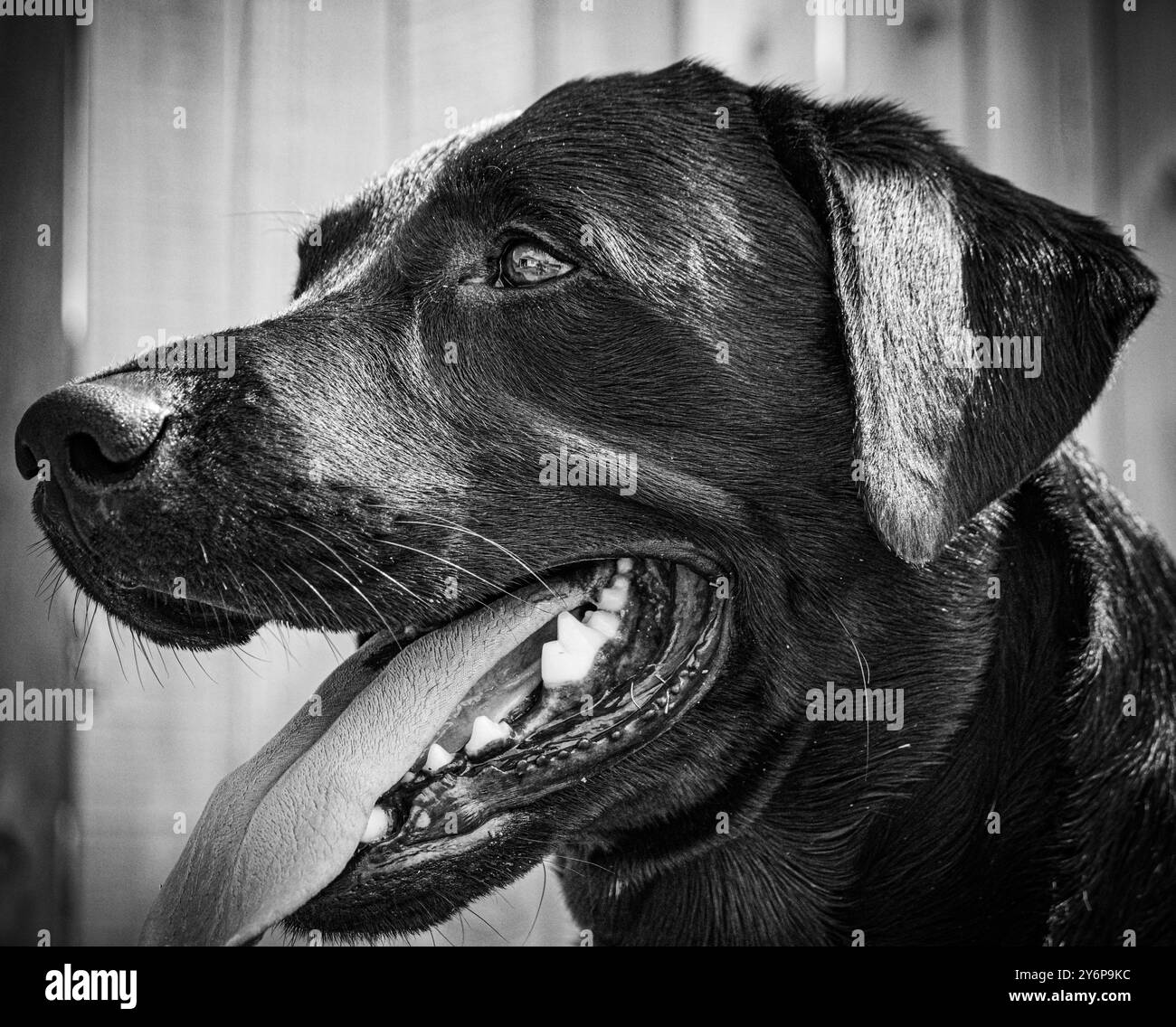Black Lab with tongue out Stock Photo - Alamy