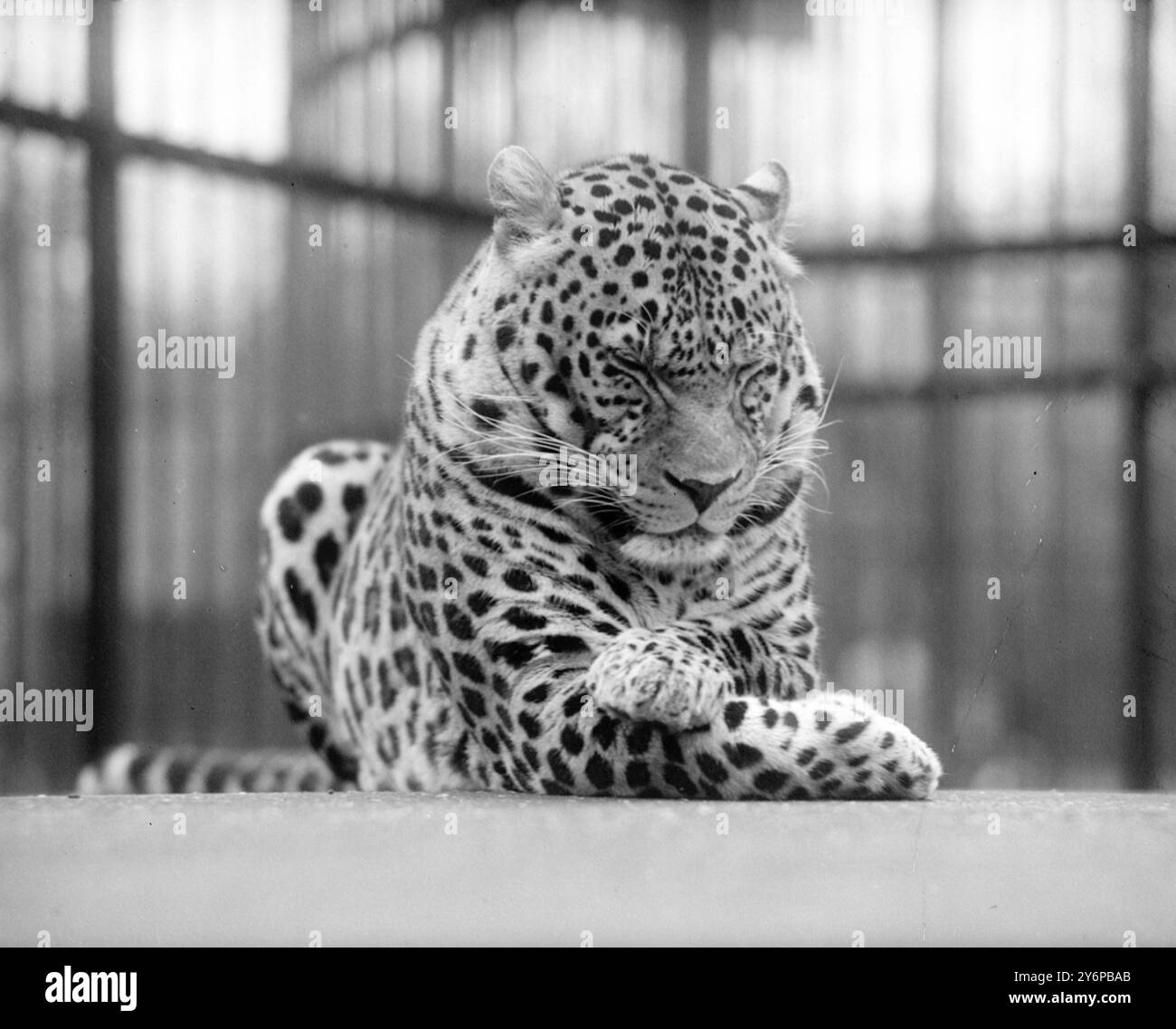 Forty winks 40 winks hi-res stock photography and images - Alamy