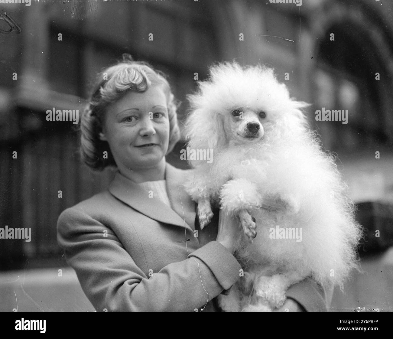 Black poodle westminster dog show hi-res stock photography and images ...
