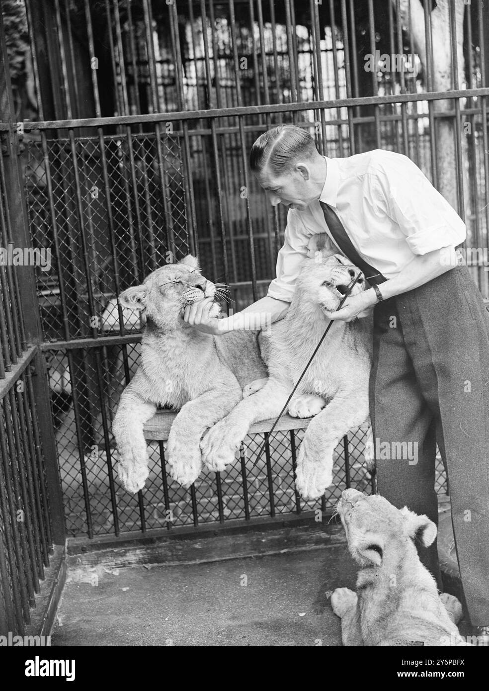 DENTAL EXAMINATION --- AT THE ZOO Lion Cubs may not come under the ...