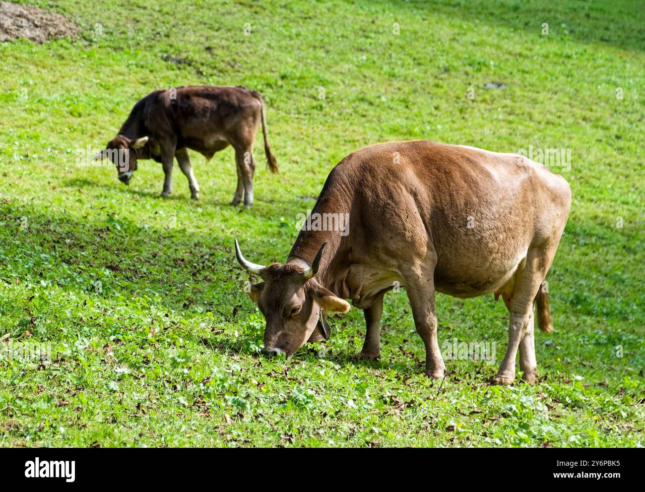 cows grazing, grass, farm animals, small bell around neck, Ballenberg ...
