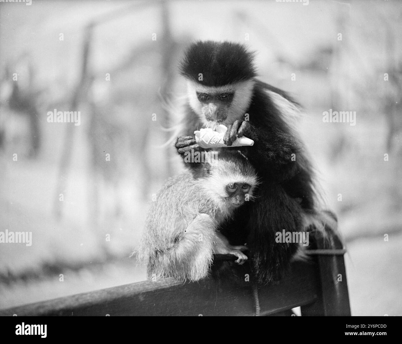 THE POOR RALATION MOJA , a Columbus Monkey , and CHICO , a Vervet ...