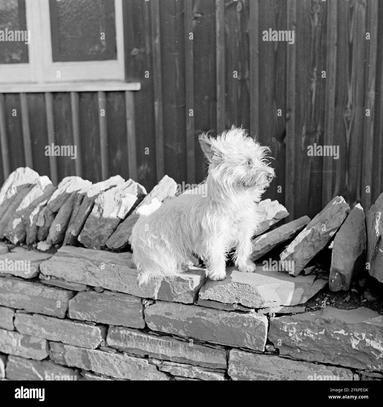 Sheila Norn and Dog . 15 October 1947 Stock Photo - Alamy