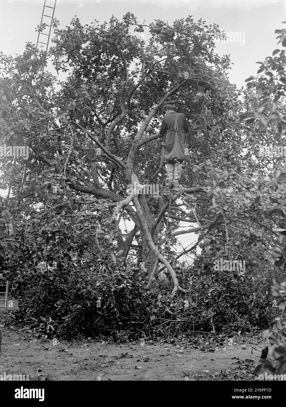 Apple tree broken branch apple tree hi-res stock photography and images ...