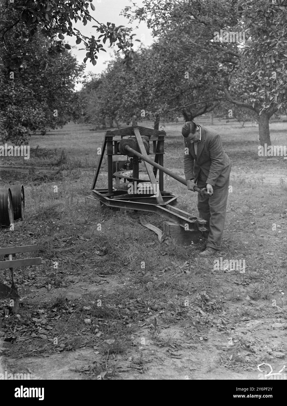 Tree Borer . 15 September 1947 Stock Photo - Alamy