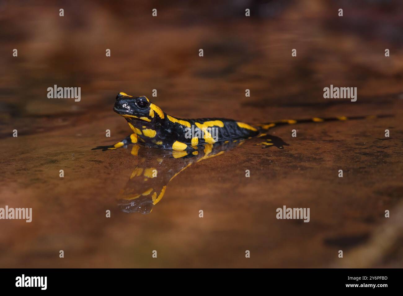 A close-up of a fire salamander with black and yellow markings in a ...
