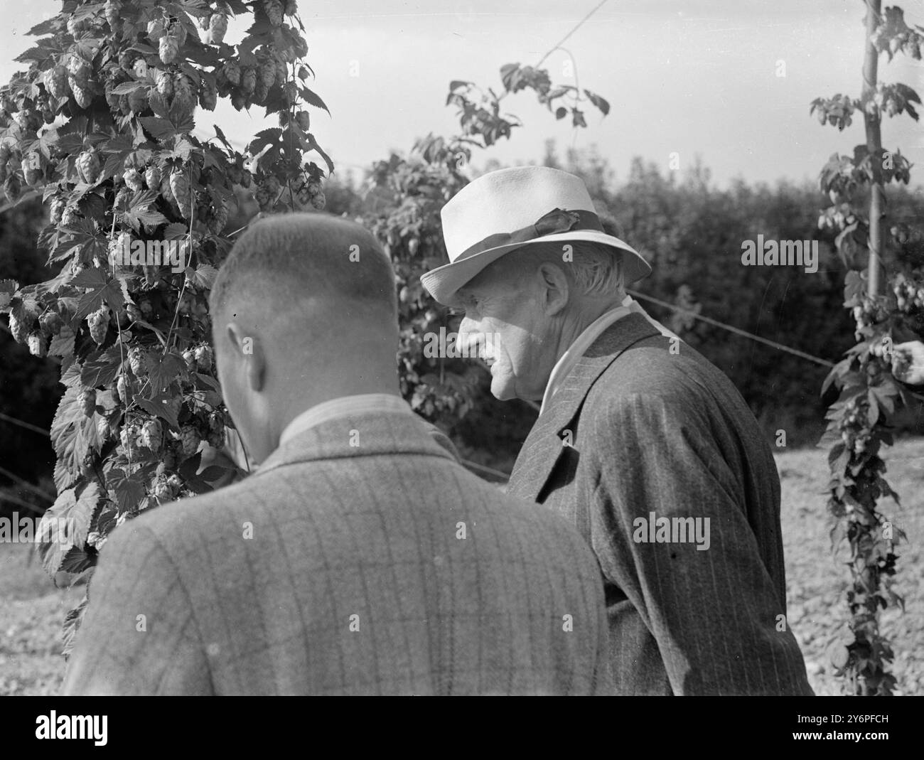 Hop Farm . 1 September 1947 Stock Photo - Alamy