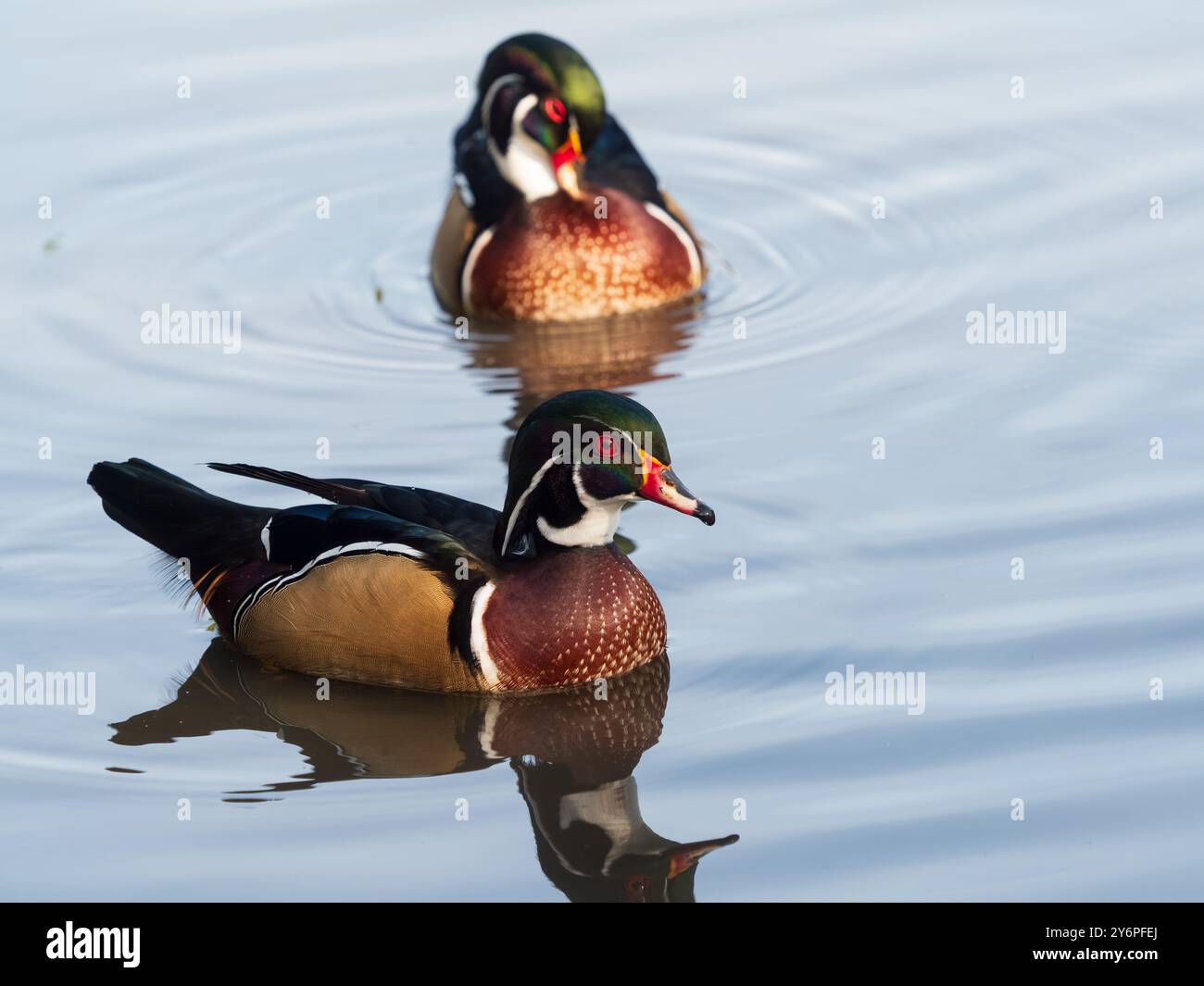 Captive bred male wood ducks, Aix sponsa, At Llanelli Wetland centre ...
