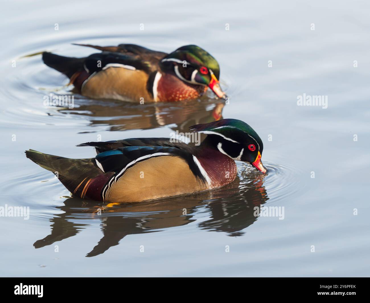 Captive bred male wood ducks, Aix sponsa, At Llanelli Wetland centre ...