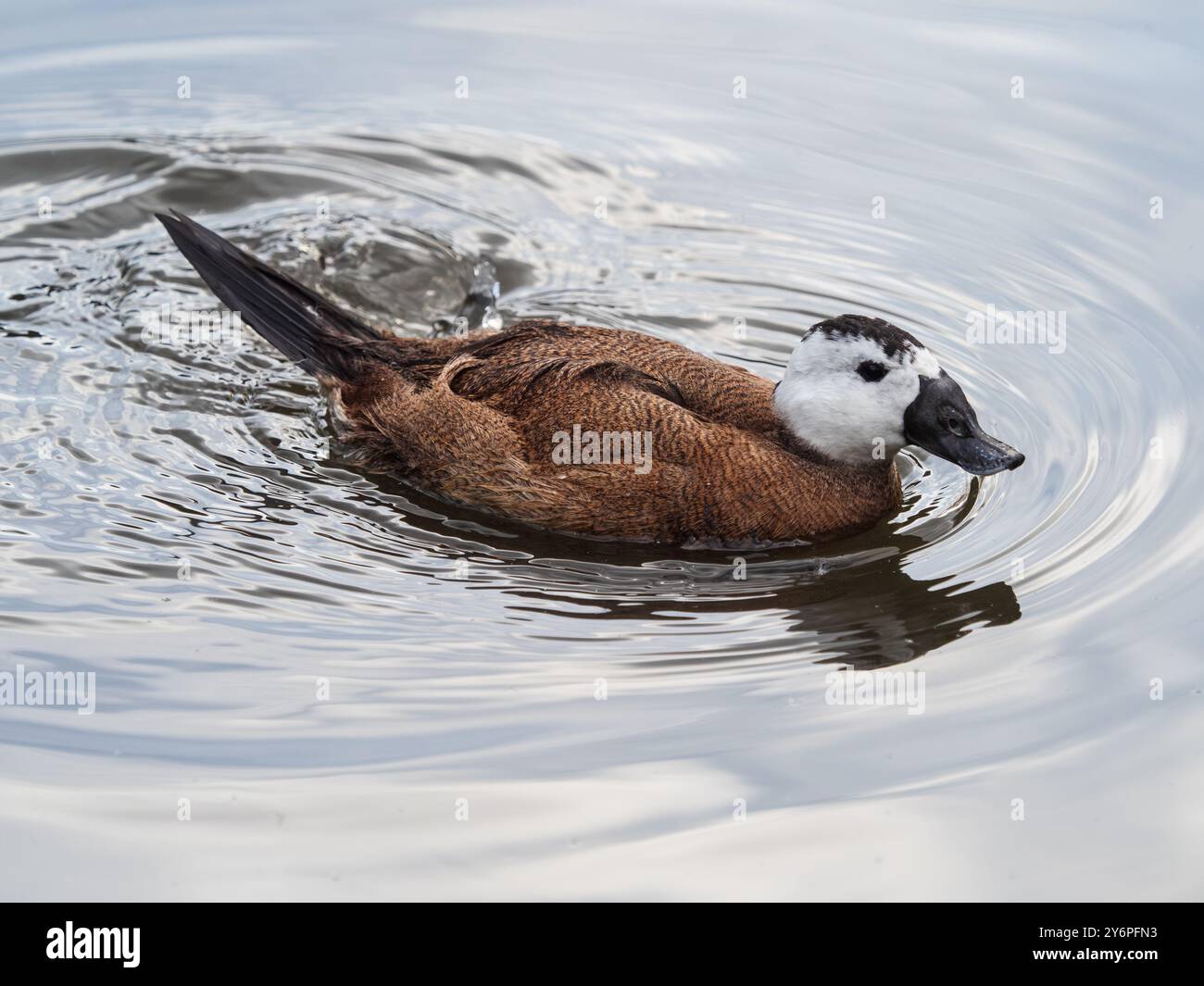 Male white headed duck, Oxyura leucocephalia, at Llanelli Wetland ...