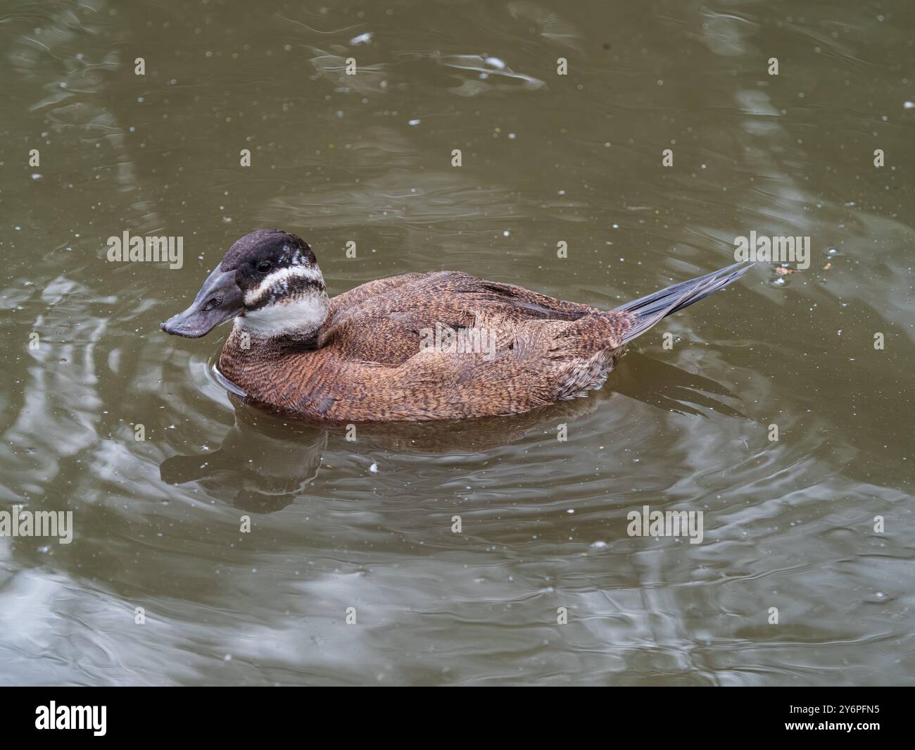 Female white headed duck, Oxyura leucocephalia, at Llanelli Wetland ...
