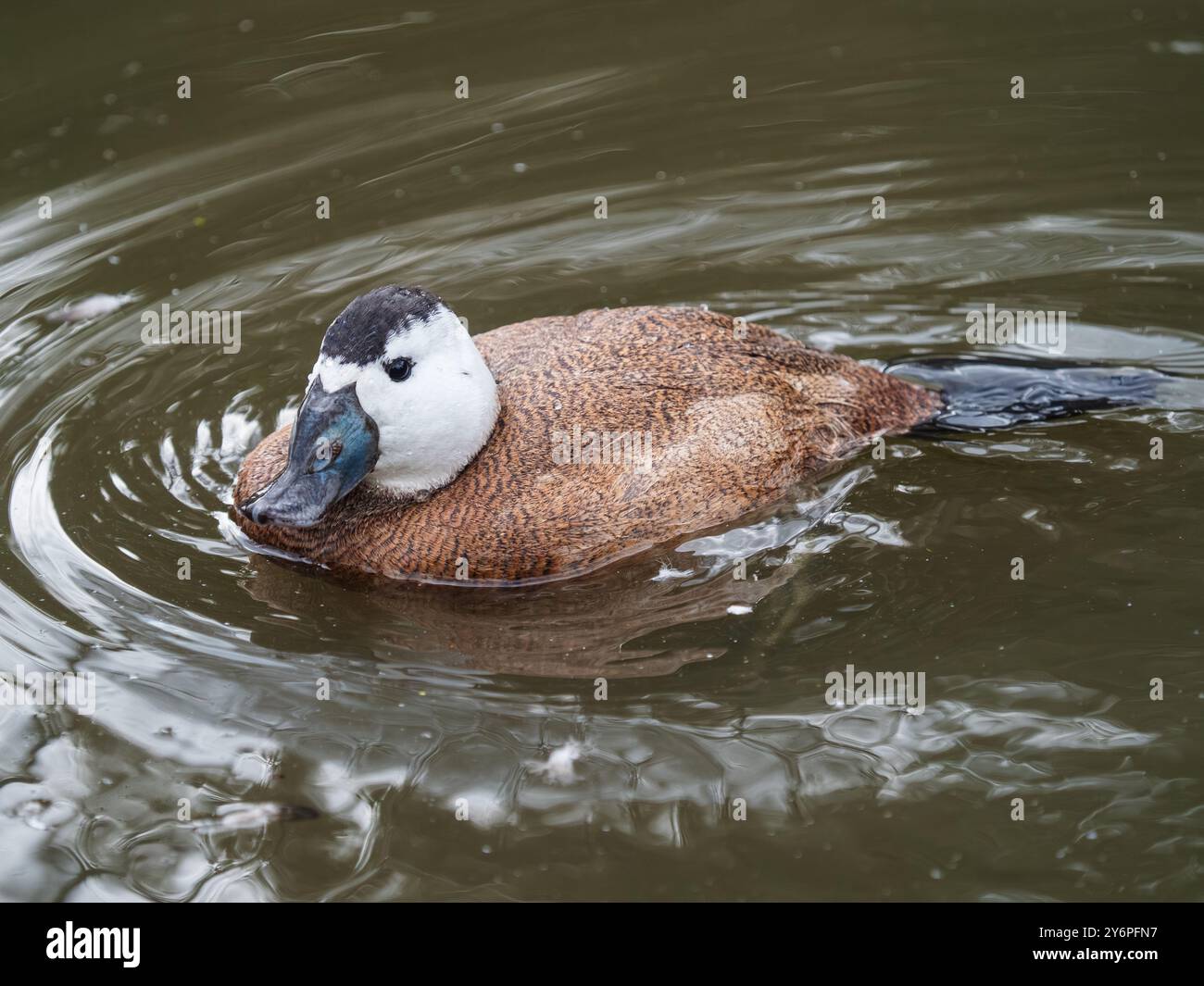 Male white headed duck, Oxyura leucocephalia, at Llanelli Wetland ...