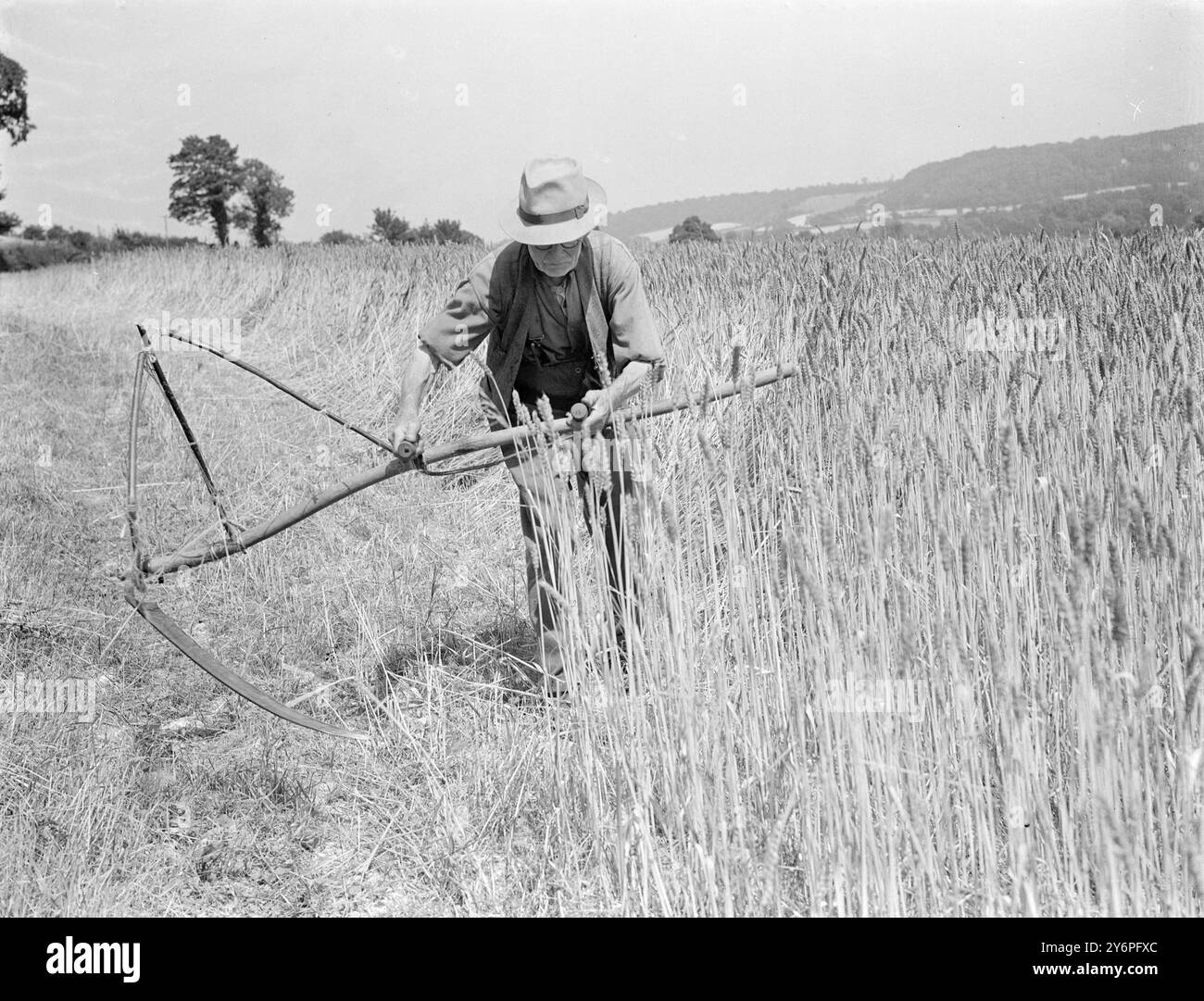 Wheat Harvest with Scythe - Charles Watson . 3 August 1947 Stock Photo ...