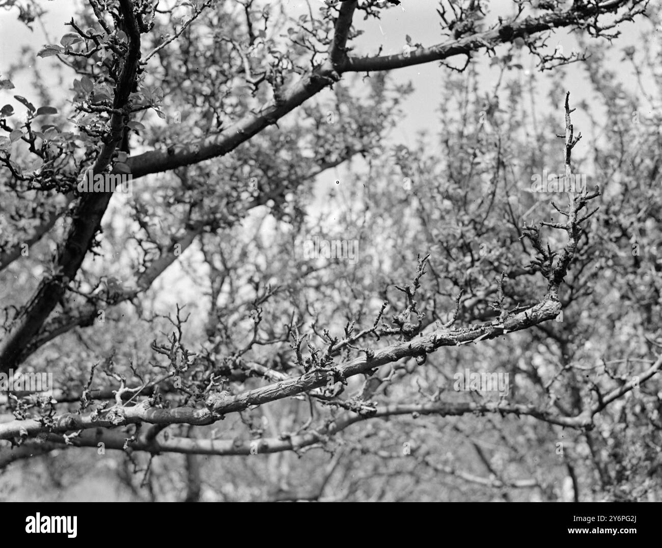 West malling Black and White Stock Photos & Images - Alamy