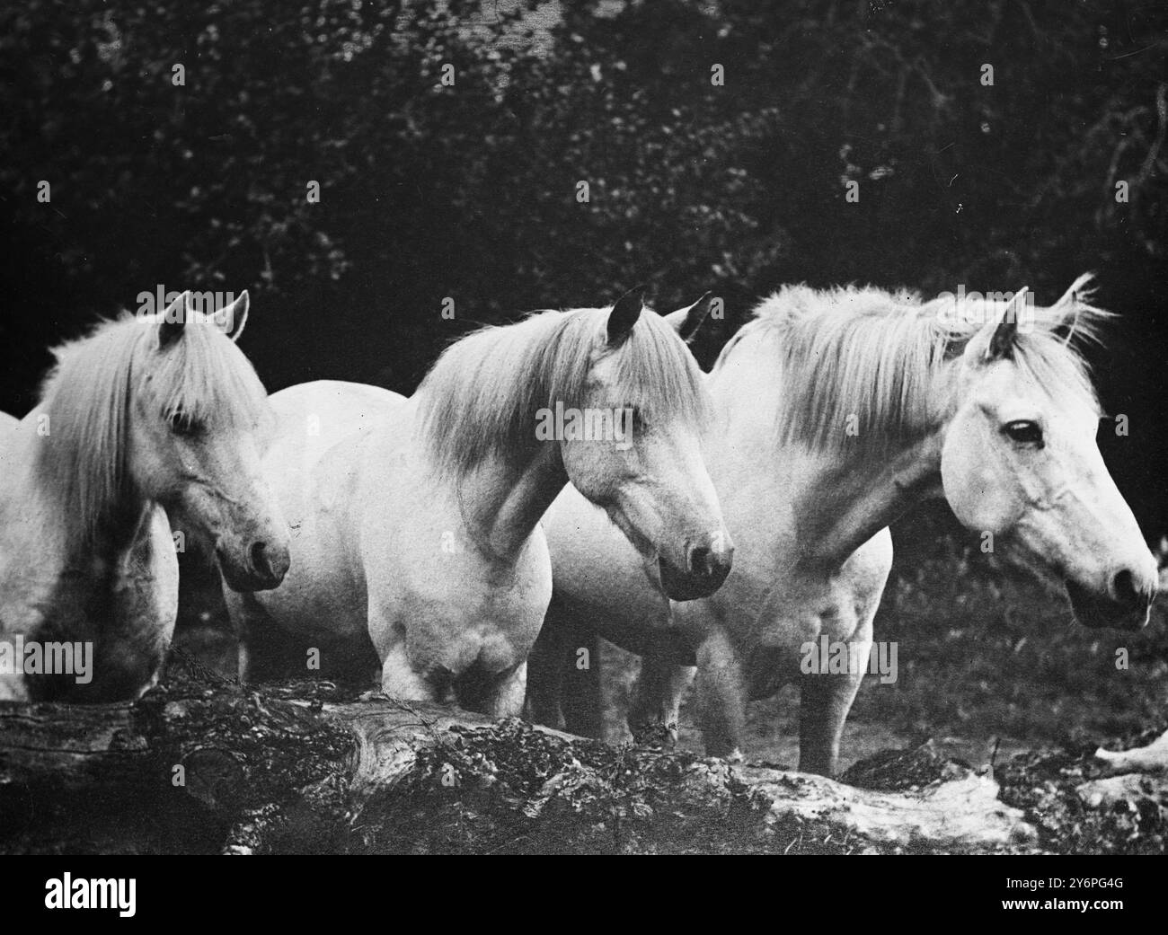 Three Grey Ponies . 2 July 1947 Stock Photo - Alamy