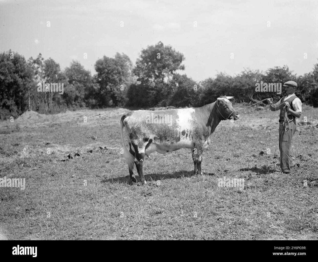 Cow. Parsonage farm - Highworth . 29 June 1947 Stock Photo - Alamy