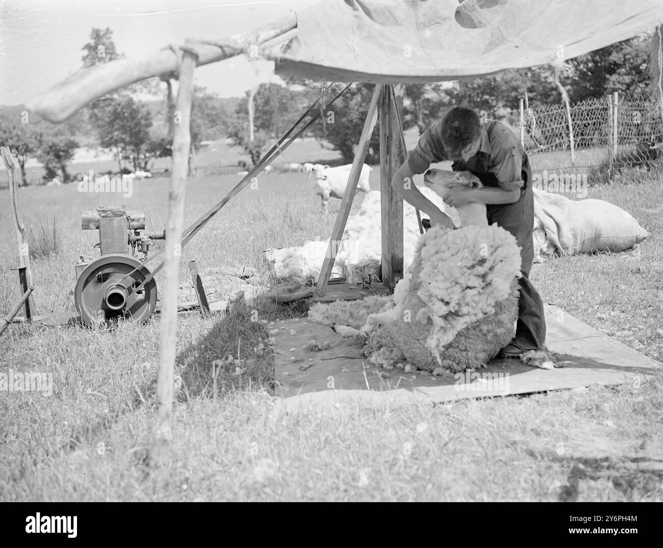 Sheep Shearing - Romney . 4 June 1947 Stock Photo - Alamy