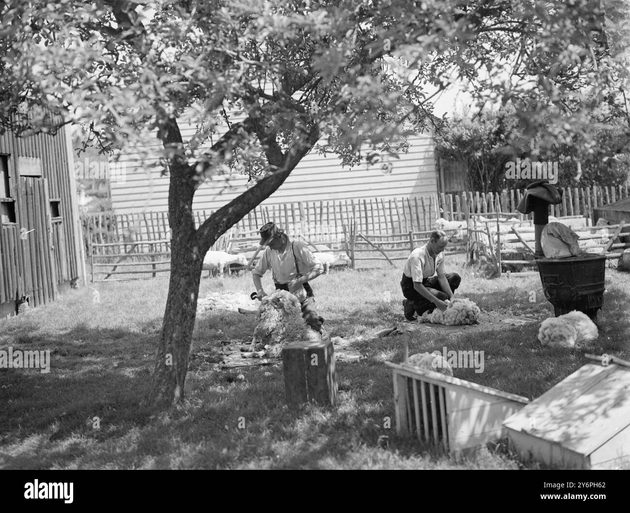 Sheep Shearing - Romney . 4 June 1947 Stock Photo - Alamy