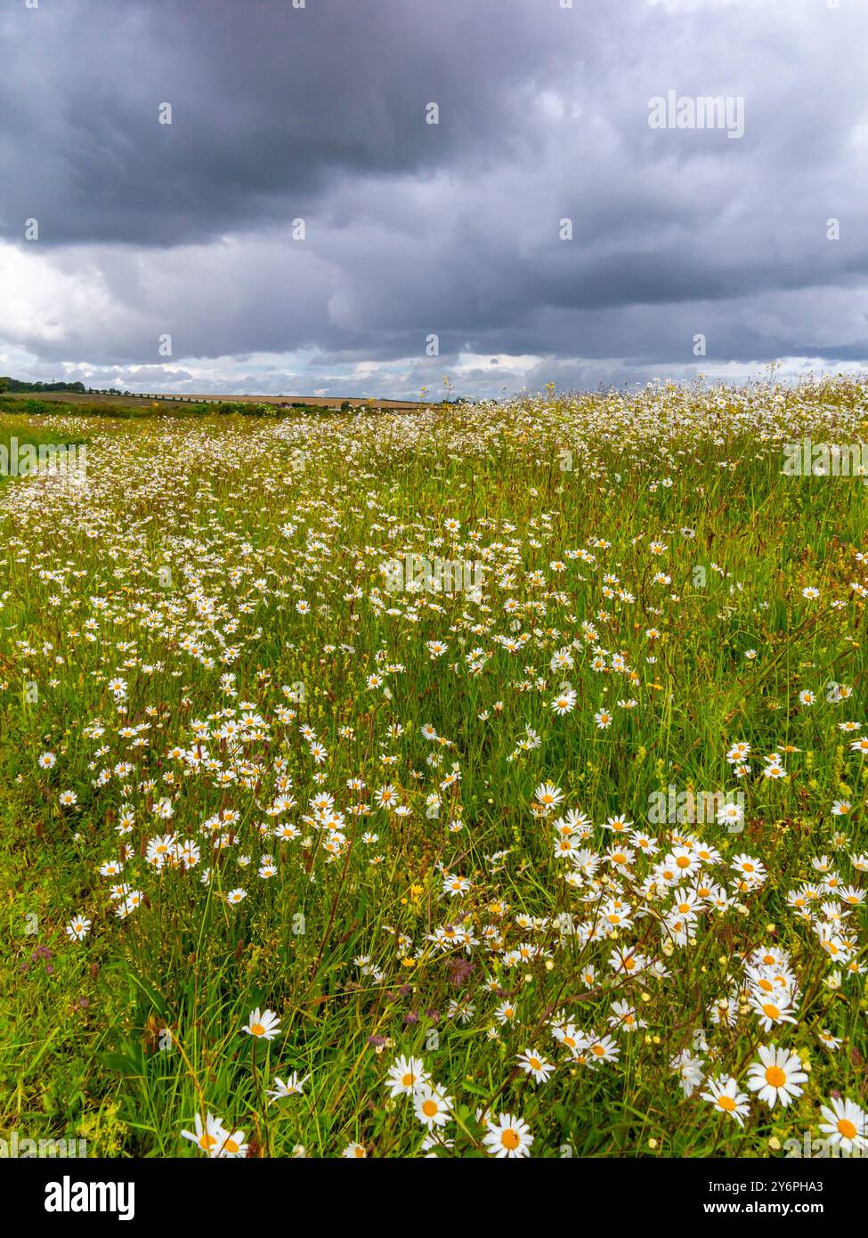 Field in summer with sky above near Long Compton and the Rollright ...