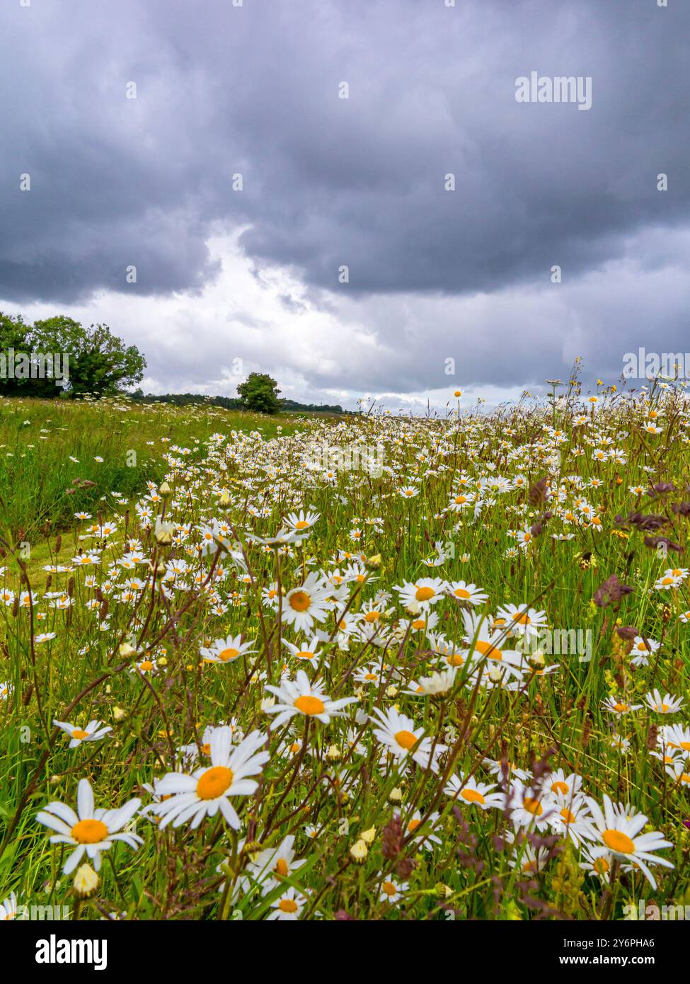 Field in summer with sky above near Long Compton and the Rollright ...