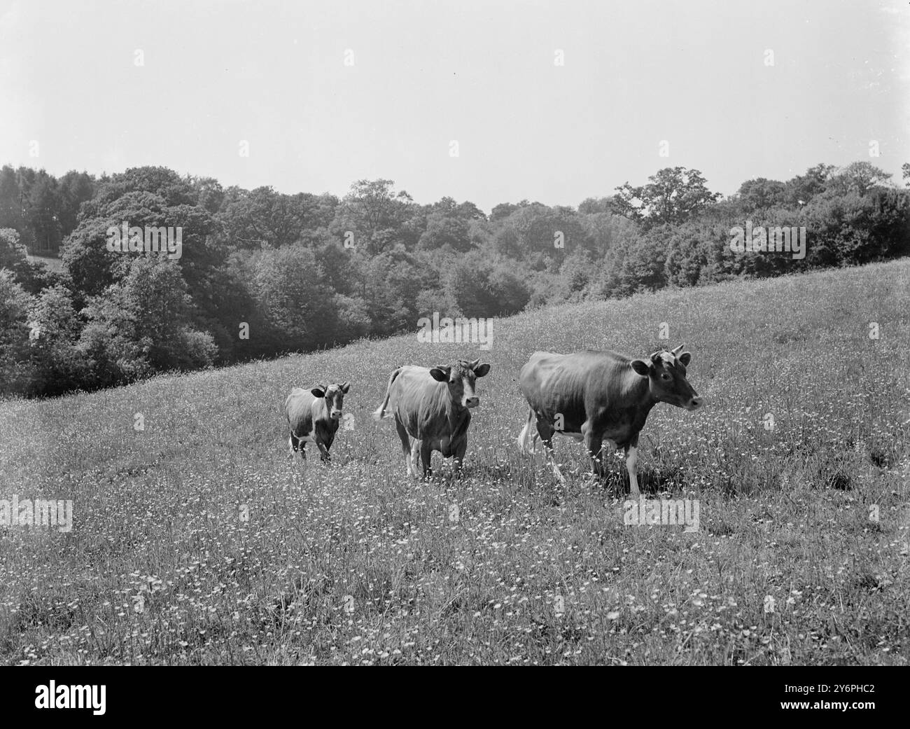 Stone house Farm - cattle . 24 May 1947 Stock Photo - Alamy