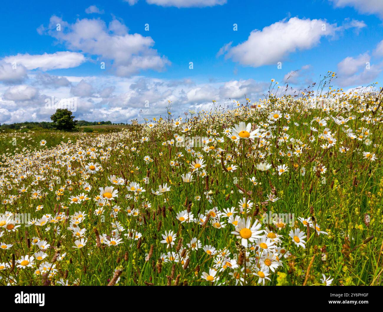Field in summer with sky above near Long Compton and the Rollright ...