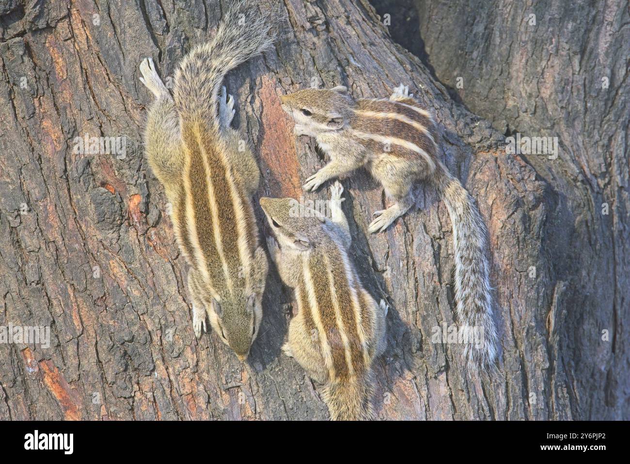 Pennanti hi-res stock photography and images - Alamy